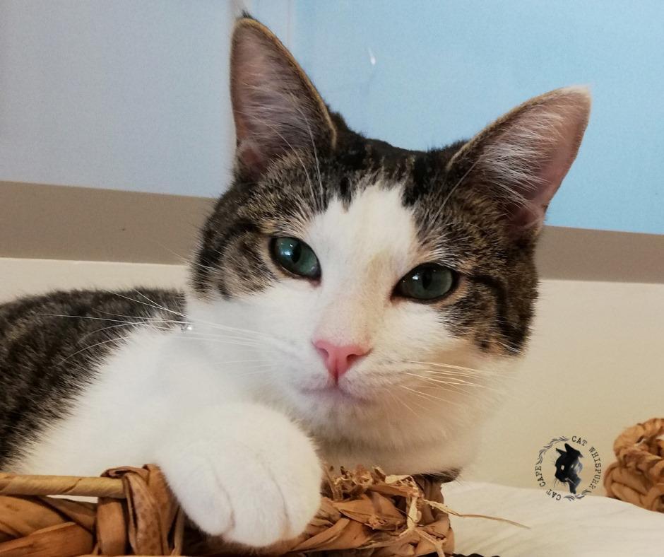 Cat Whispurr Cat Cafe - Nextdoor