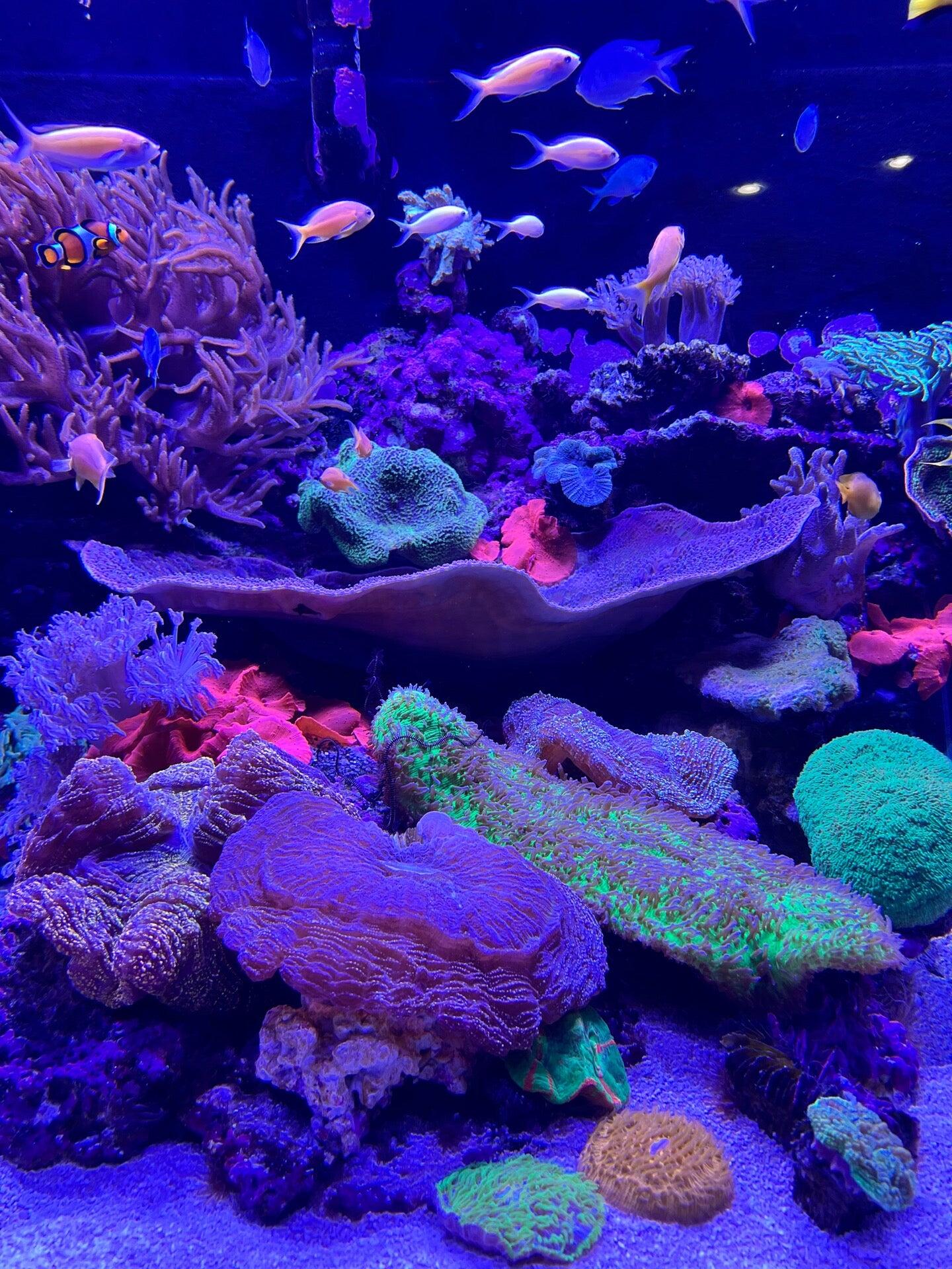 SEA LIFE Sunshine Coast Aquarium - Mooloolaba - Nextdoor