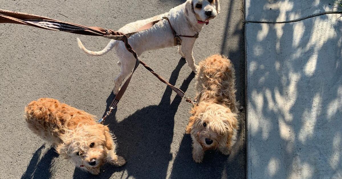 Dog & Puppies for sale for $2000 in Terrigal, NSW | For Sale & Free ...