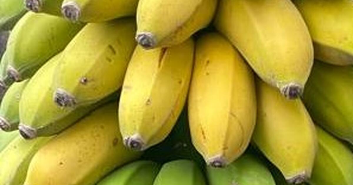 Well Established Pisang Ceylon Banana Plants for $25 in Sydney, NSW ...